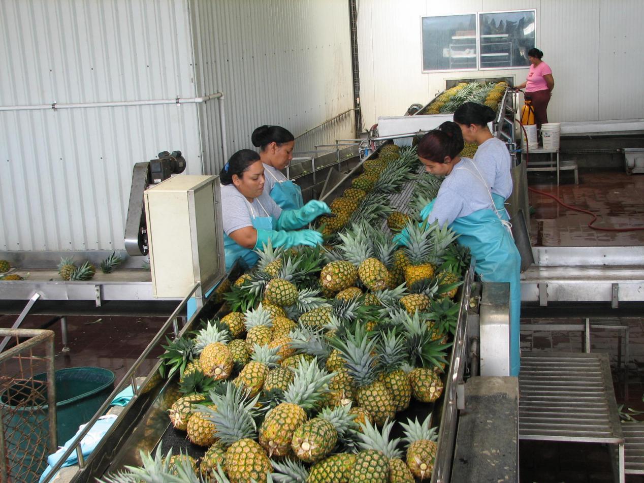 Worker sabotage in a Honolulu pineapple factory | libcom.org